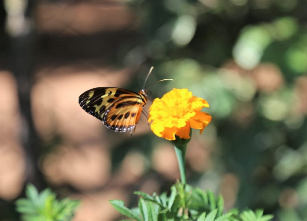 Mariposa posada en una flor en el Jardín Botánico - Municipalidad de ...