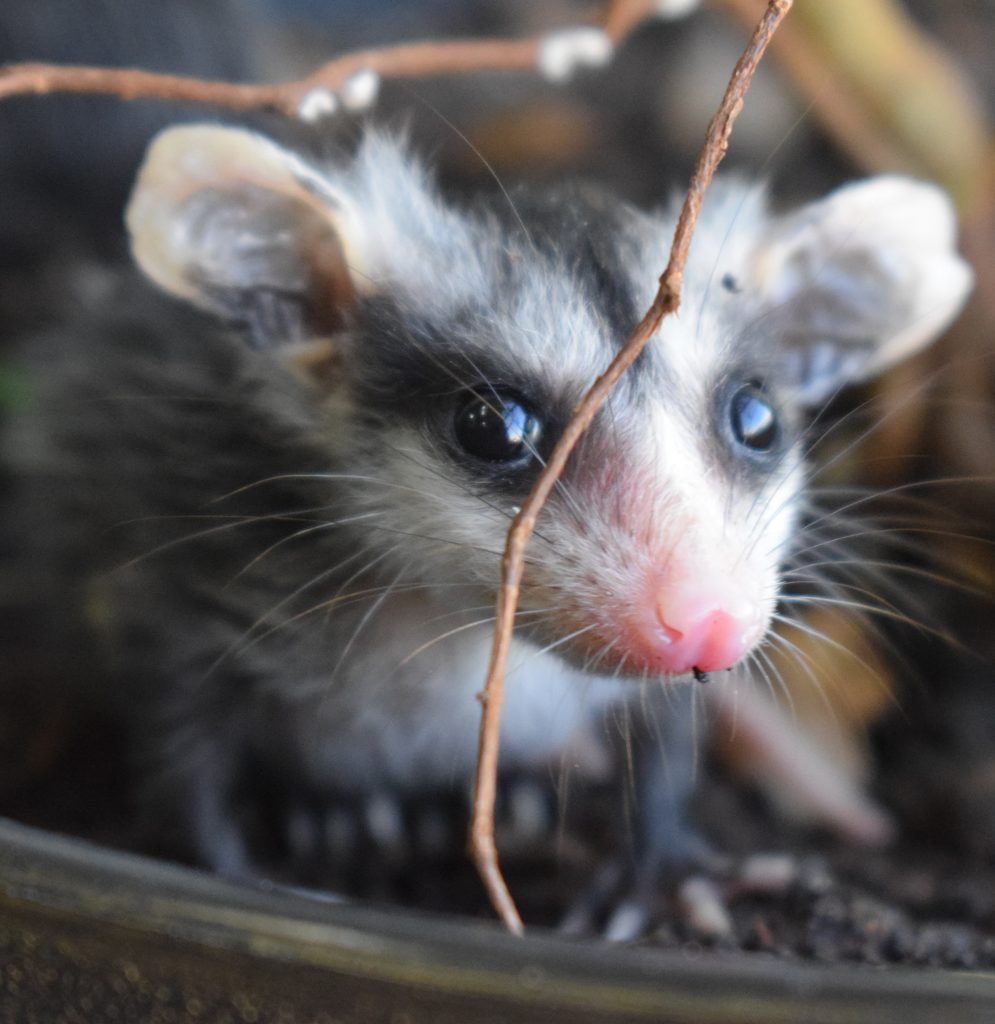 ratoncito - Municipalidad de Asunción
