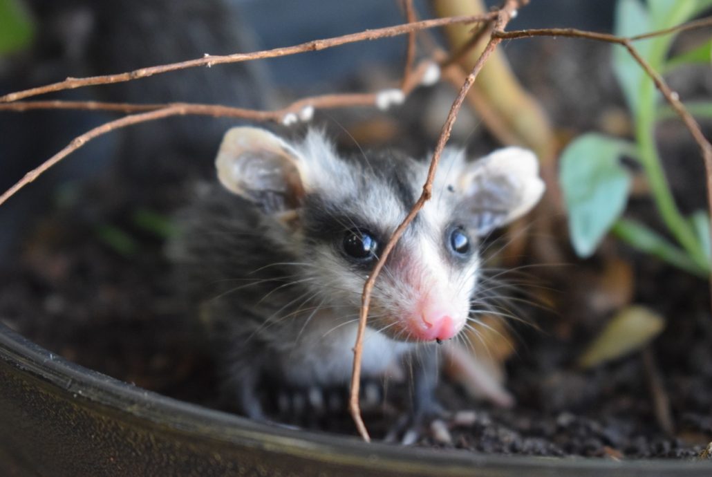 Zariguella - Municipalidad de Asunción